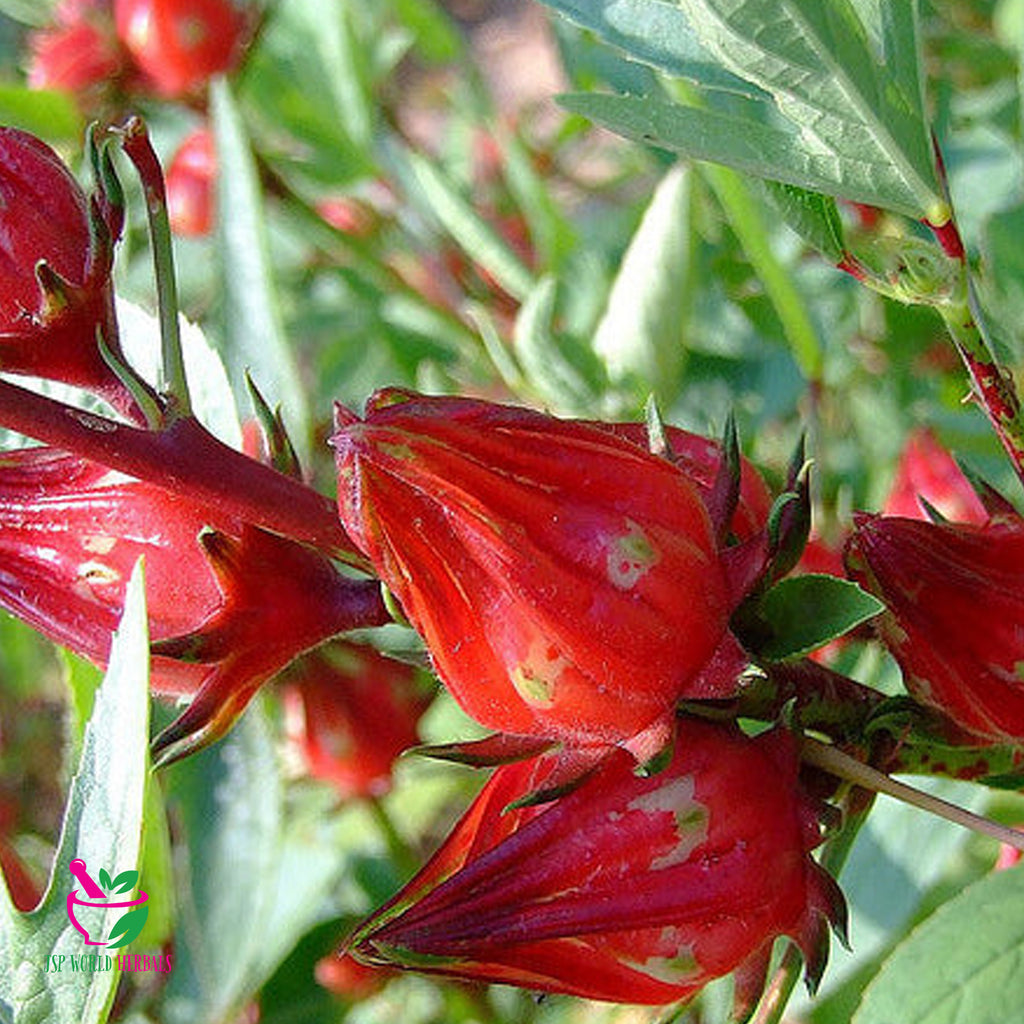 Roselle Extract Powder | Lower blood pressure and Could fight bacteria ...